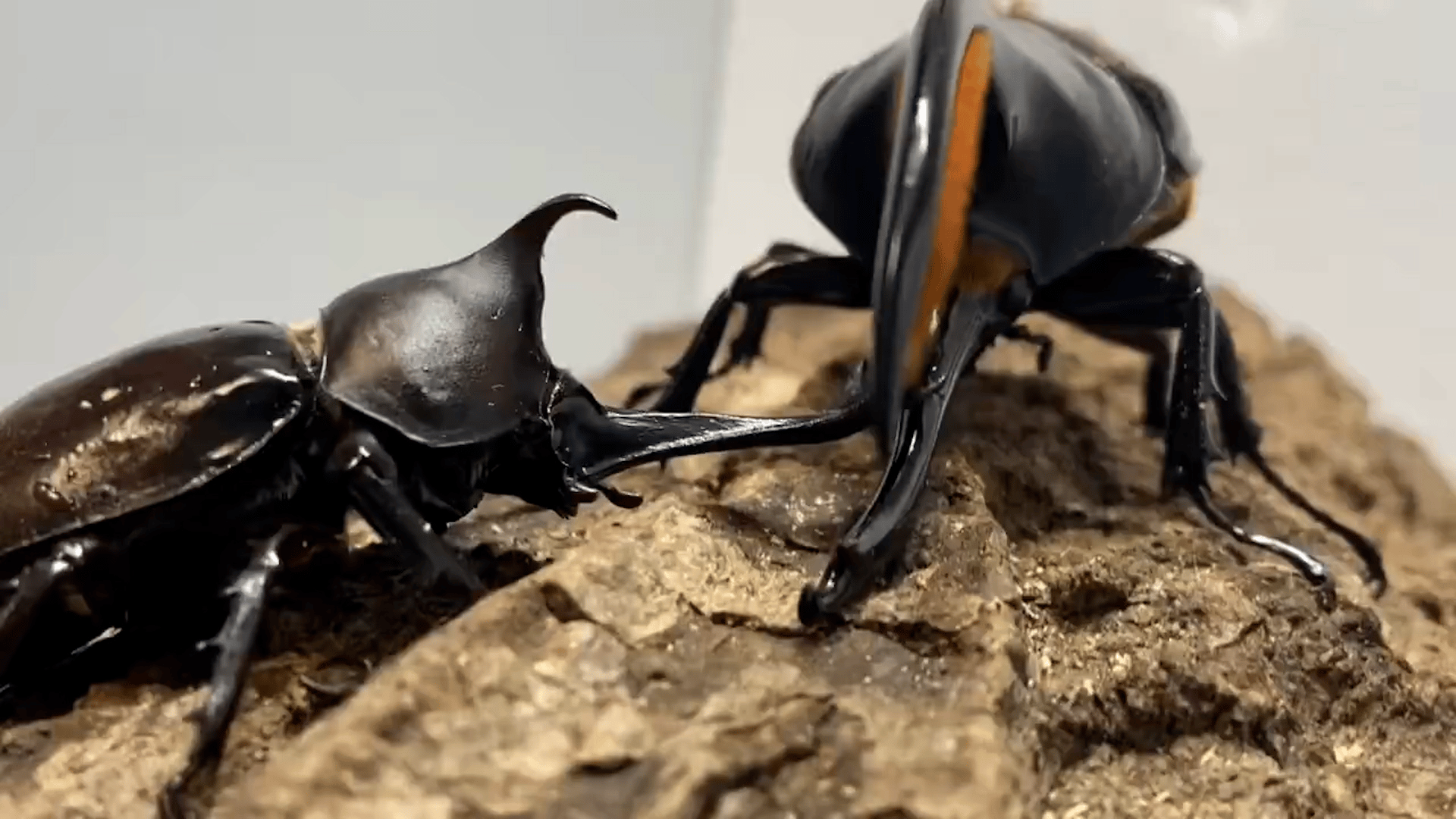軍配は？南米ヘラクレスvs日本のヤマトカブトムシ - 【週刊BUZZ動画】いまバズってる動画をピックアップ! - BUZZ動画 (ニュース) | 無料動画・見逃し配信を見るなら | ABEMA