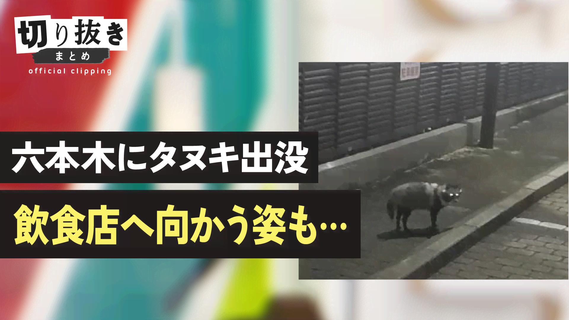 六本木にタヌキ出没 飲食店へ向かう姿も… - 【公式】切り抜きまとめ - ABEMA的ニュースショー (ニュース) | 無料動画・見逃し配信を見るなら | ABEMA