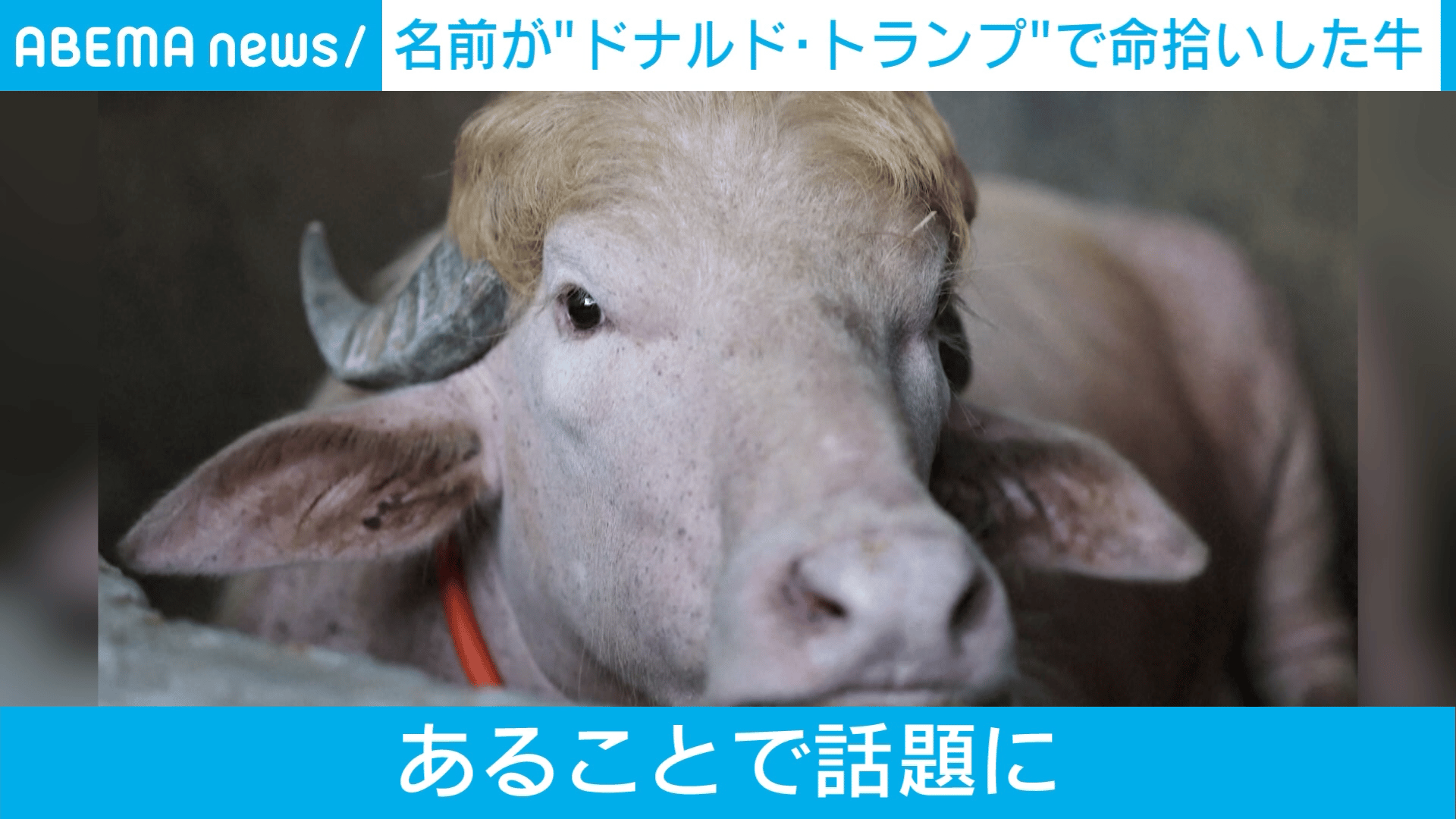 名前が“ドナルド・トランプ”で命拾いした牛 - わたしとニュース【(火)-(金)ひる12時~生放送】 - 最新ニュース (ニュース) | 無料 ...