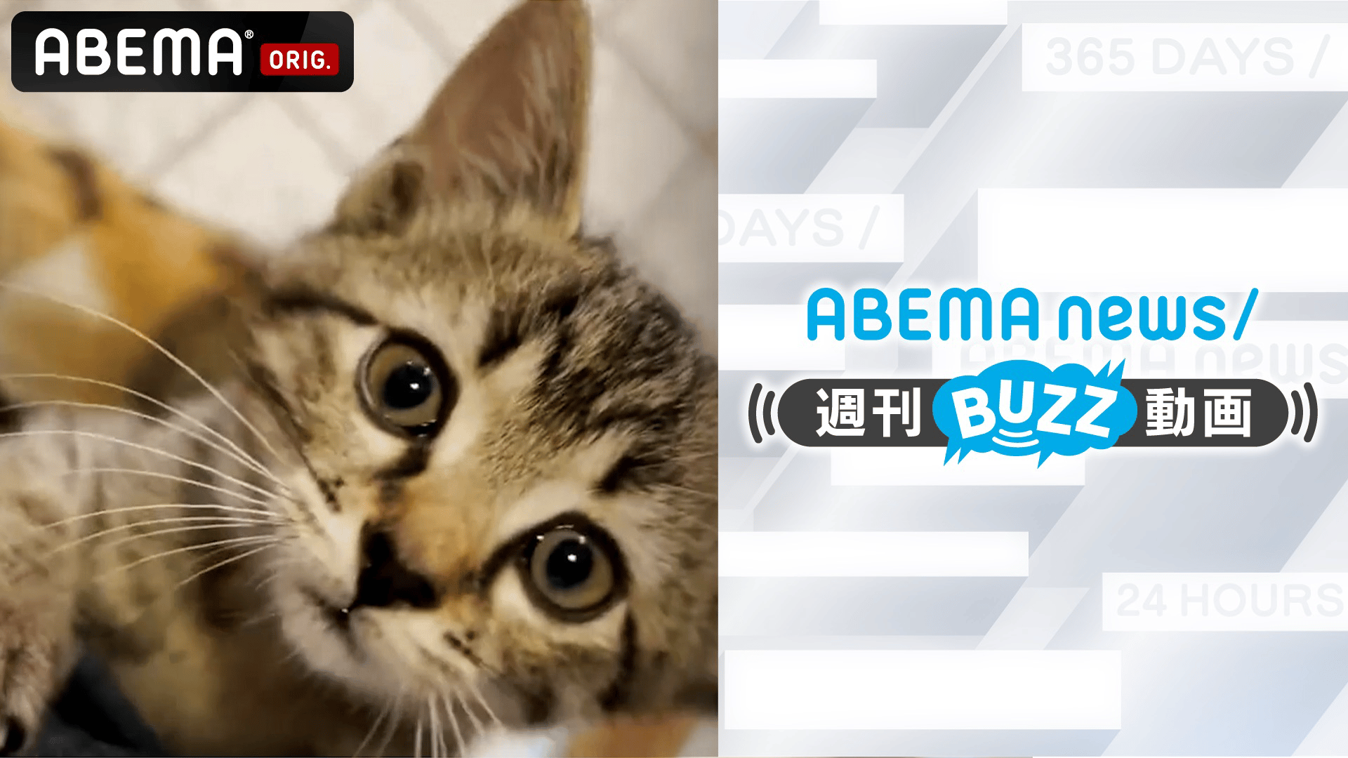 週刊BUZZ動画 傑作選~癒し、胸キュン、衝撃映像てんこ盛り~ | 新しい未来のテレビ | ABEMA