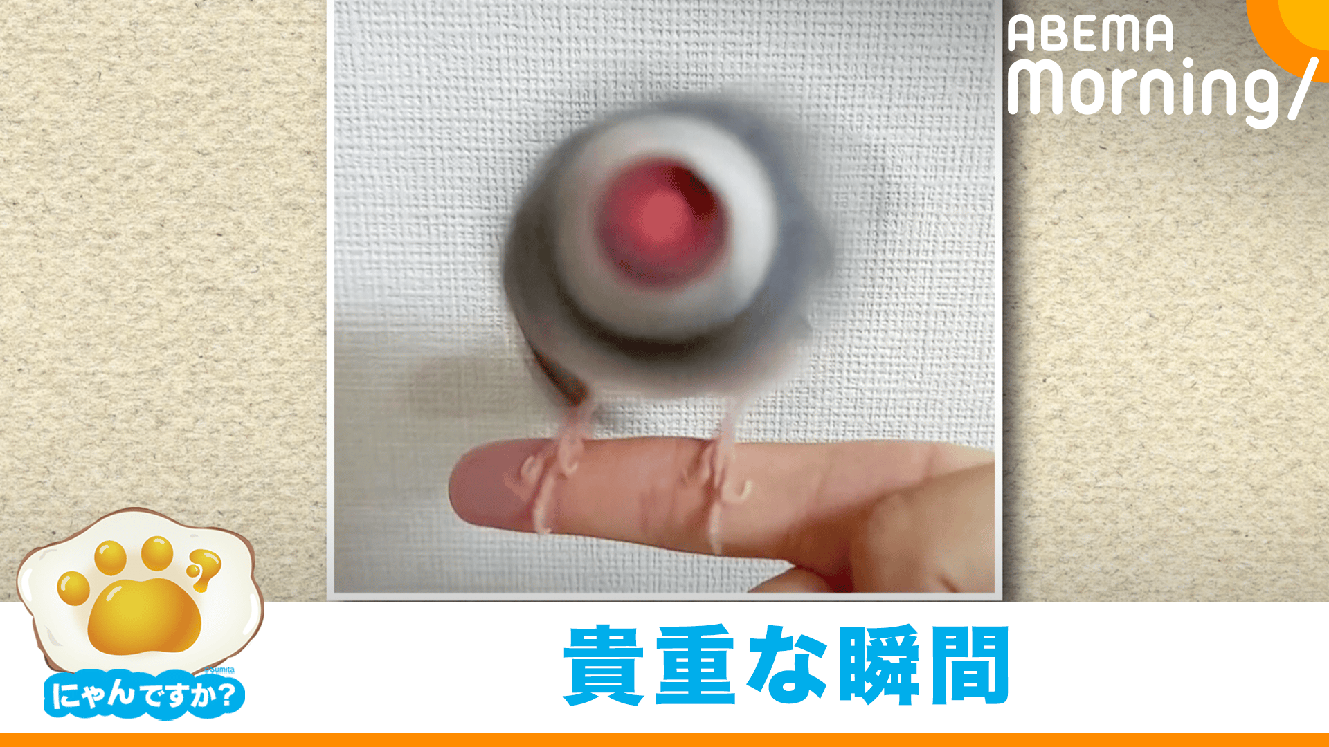 文鳥が妖怪に変身!?|にゃんですか - ABEMA Morning【平日あさ7時〜生放送】 - にゃんですか (ニュース) | 無料動画・見逃し配信を見るなら | ABEMA