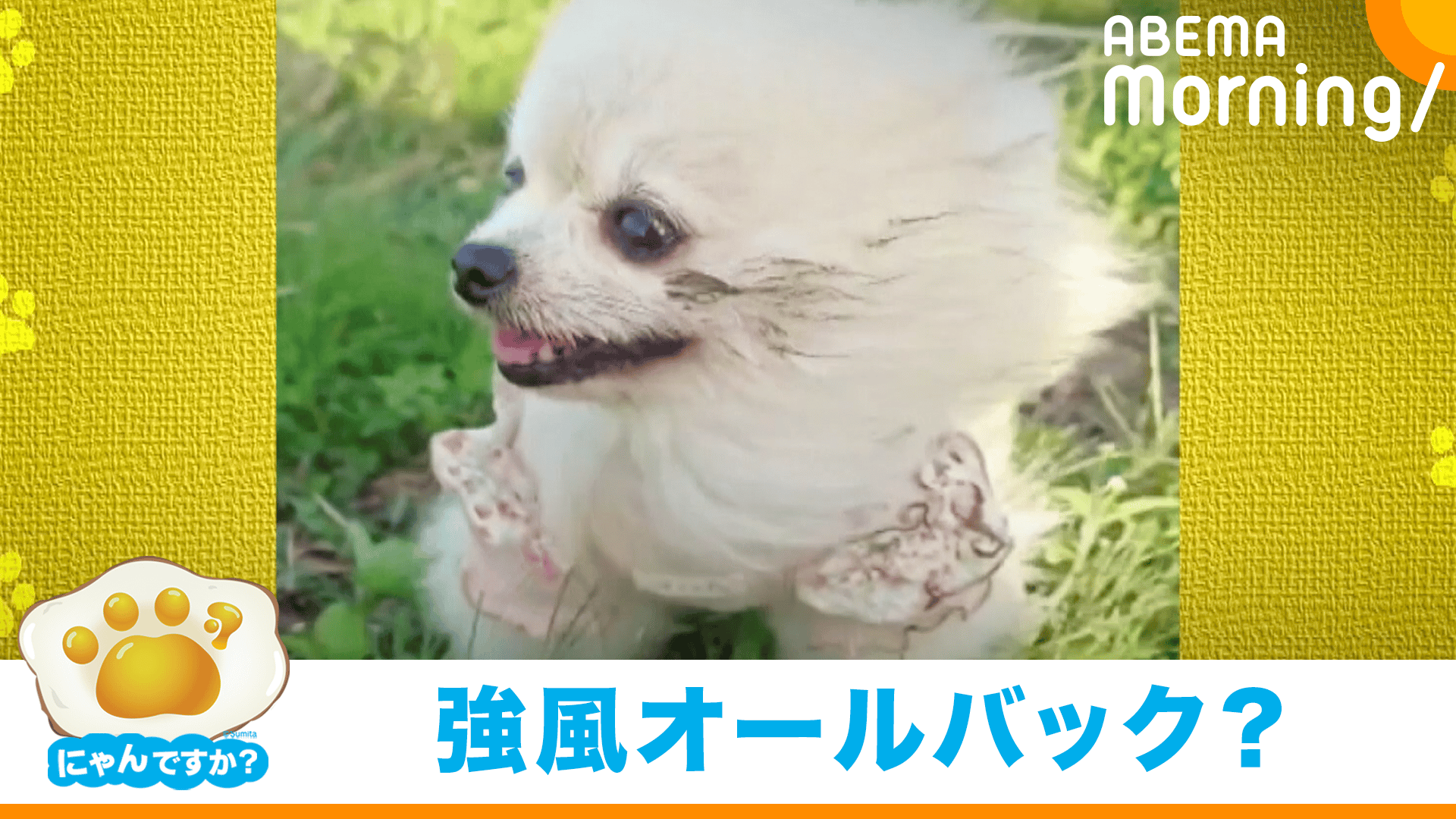 強風に立ち向かうポメラニアン|にゃんですか - ABEMA Morning【平日あさ7時〜生放送】 - にゃんですか (ニュース) | 無料動画・見逃し配信を見るなら | ABEMA