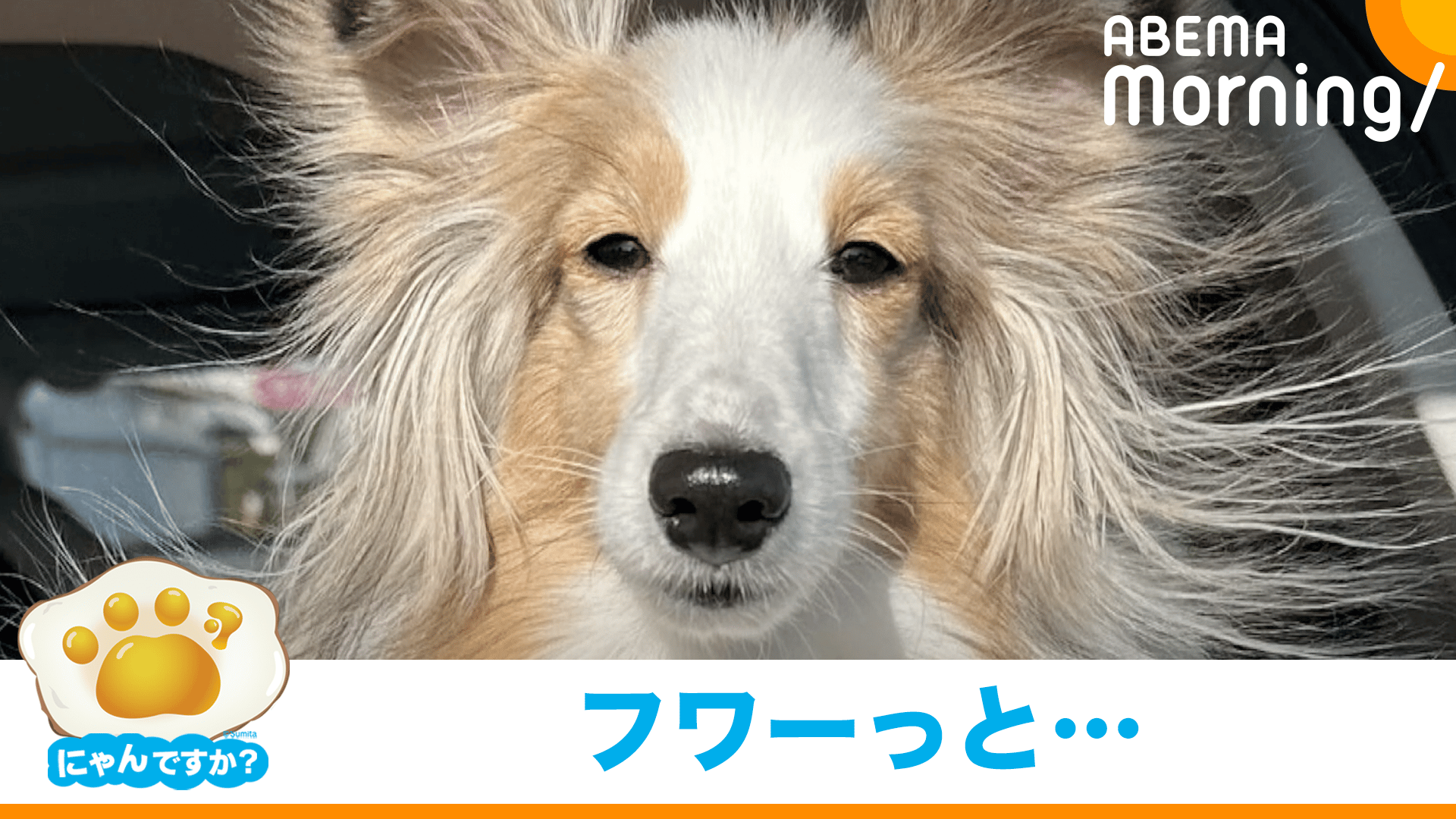 ウニの化身!? 神々しい犬(シェットランド・シープドッグ)|にゃんですか - ABEMA Morning【平日あさ7時〜生放送】 - にゃんですか (ニュース) | 無料動画・見逃し配信を見る ...
