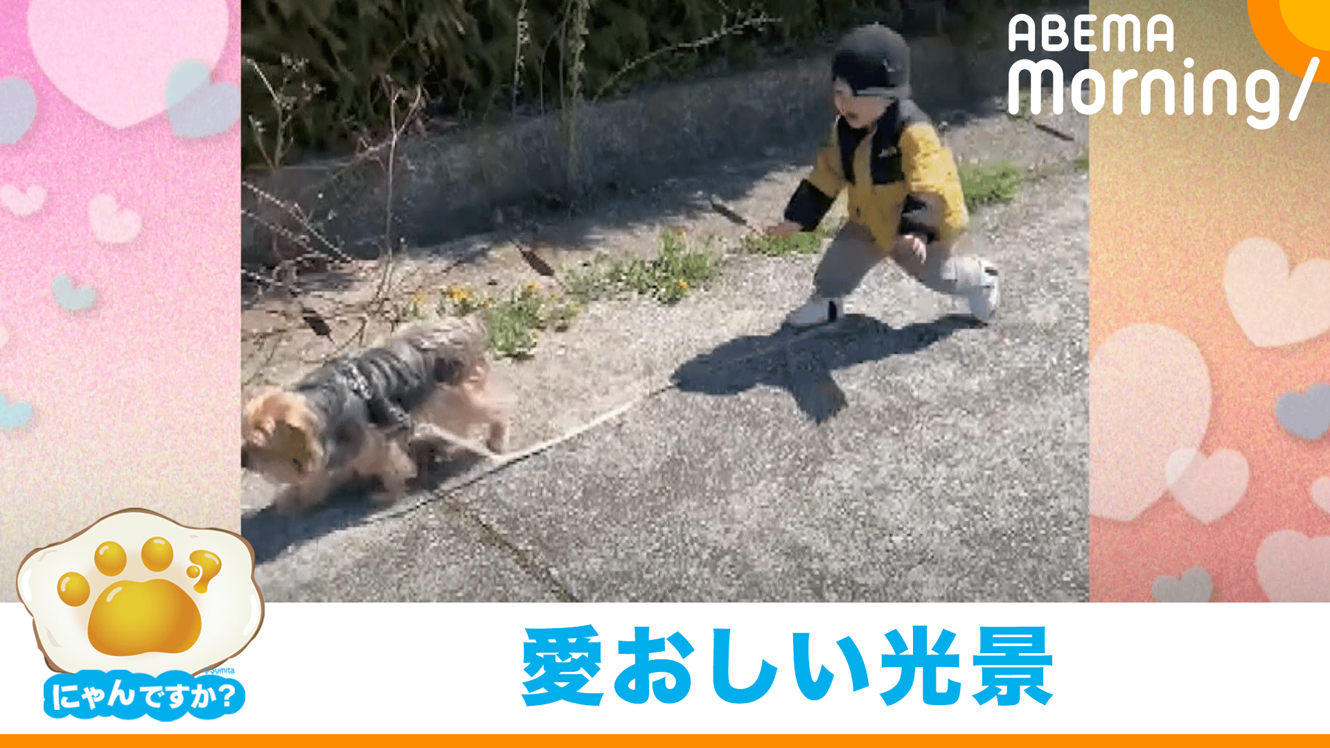 スタスタ行く犬と追いかける男の子(ヨークシャー・テリア)|にゃんですか - ABEMA Morning【平日あさ7時〜生放送】 - にゃんですか (ニュース) | 無料動画・見逃し配信を見る ...
