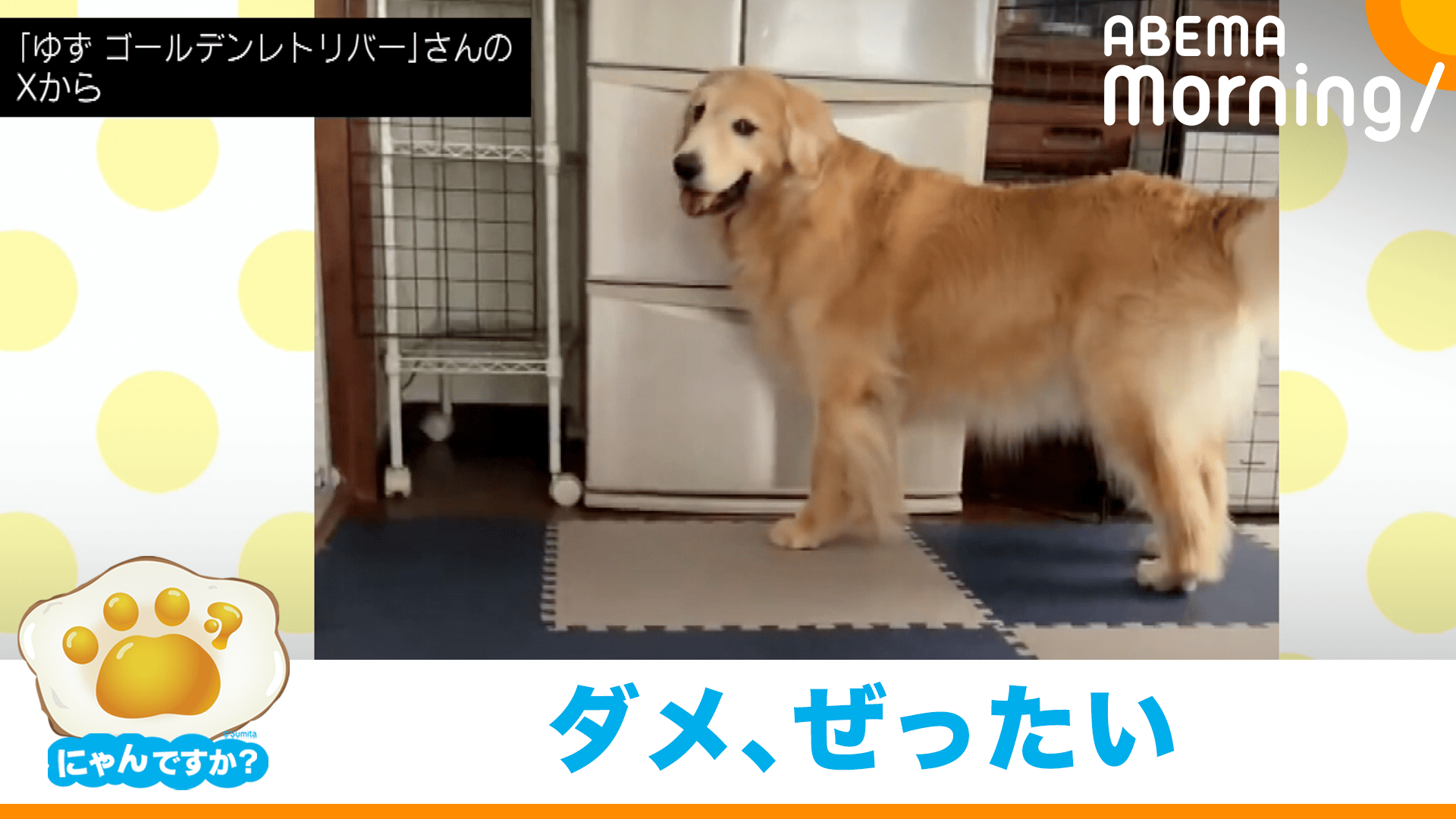 隠し撮りNG!写真を撮りたい飼い主VSゴールデンレトリバー|にゃんですか - ABEMA Morning【平日あさ7時〜生放送】 - にゃんですか (ニュース) | 無料動画・見逃し配信を見る ...