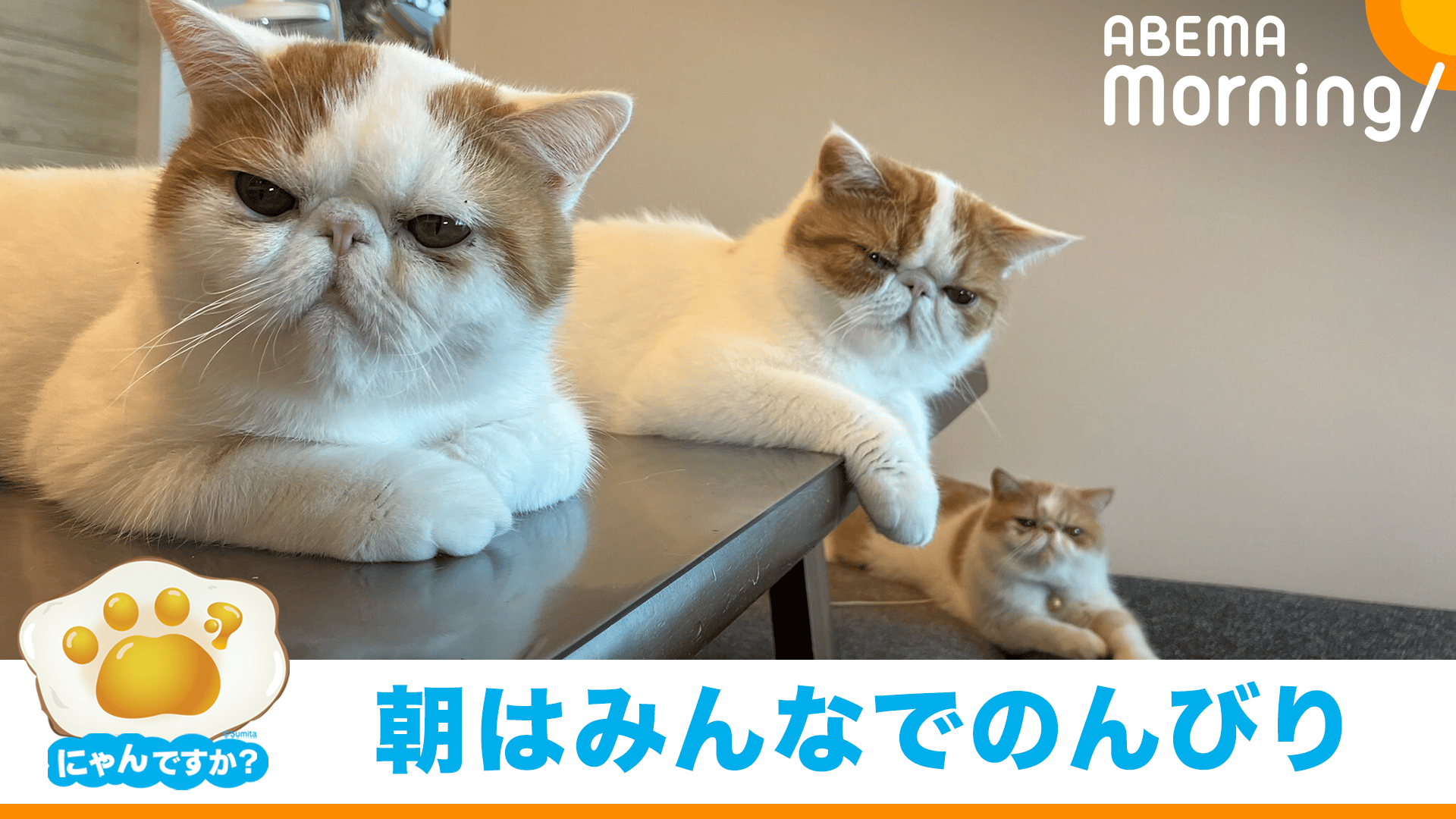 ｢にゃんですか」まったり編 - ABEMA Morning【平日あさ7時〜生放送】 - にゃんですか (ニュース) | 無料動画・見逃し配信を見るなら | ABEMA